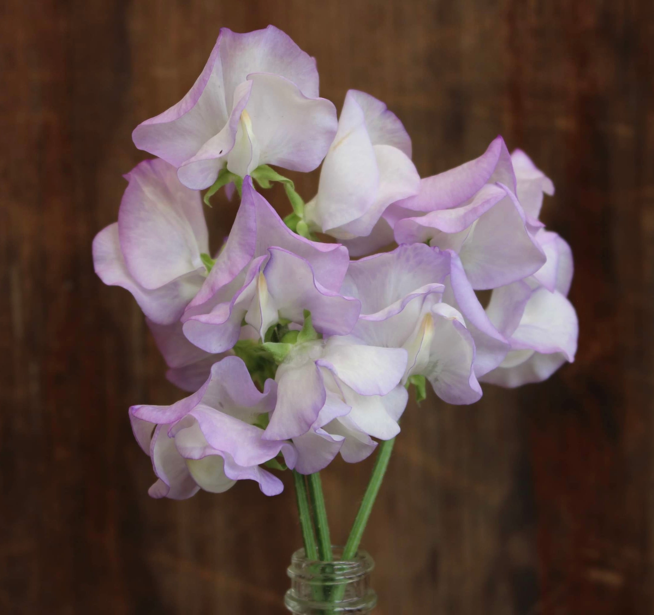 Sweet Pea 'Albutt Blue' NEW! – Garden on the Hill