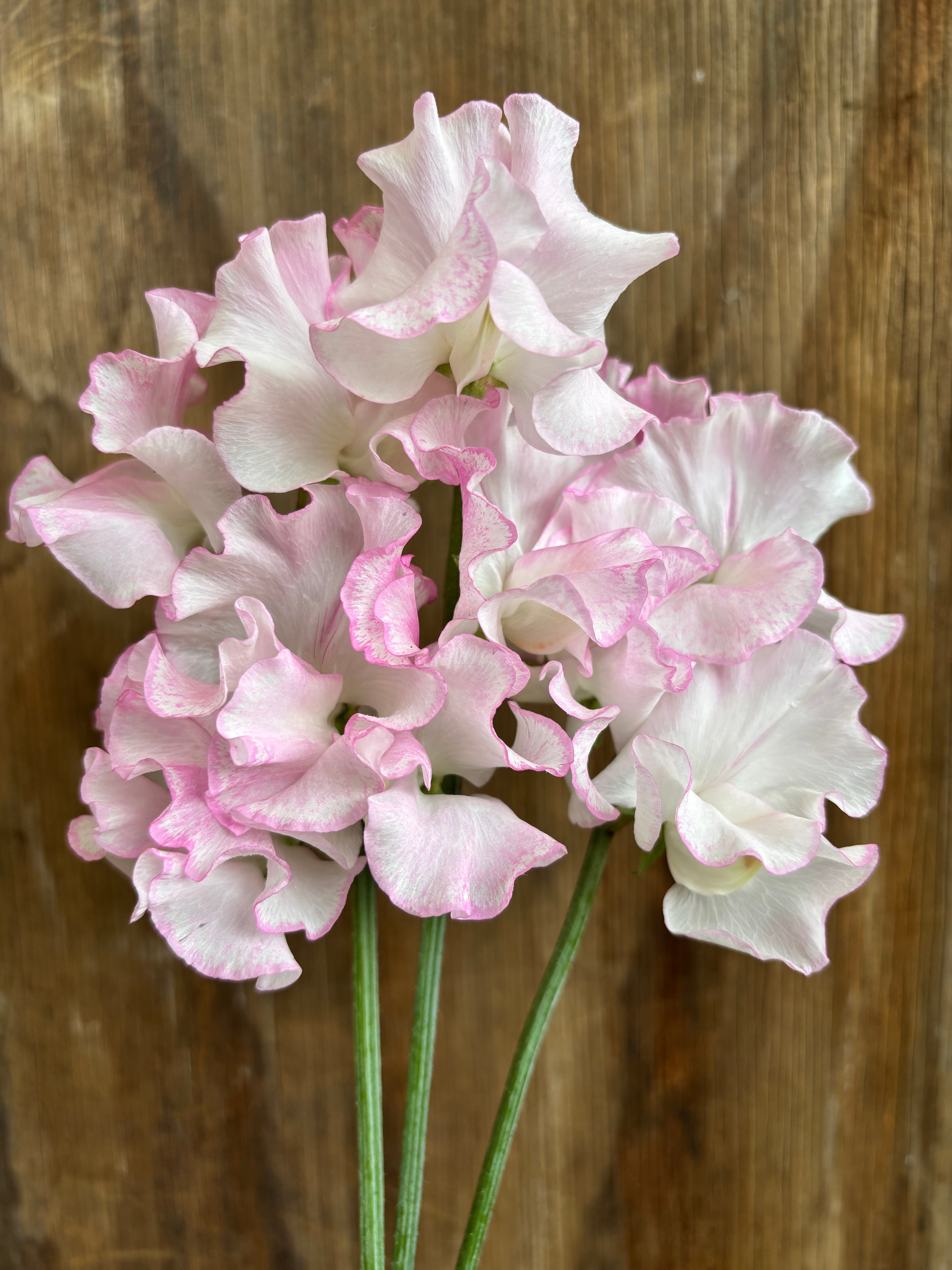 Sweet Pea 'Queen of Hearts' NEW! – Garden on the Hill