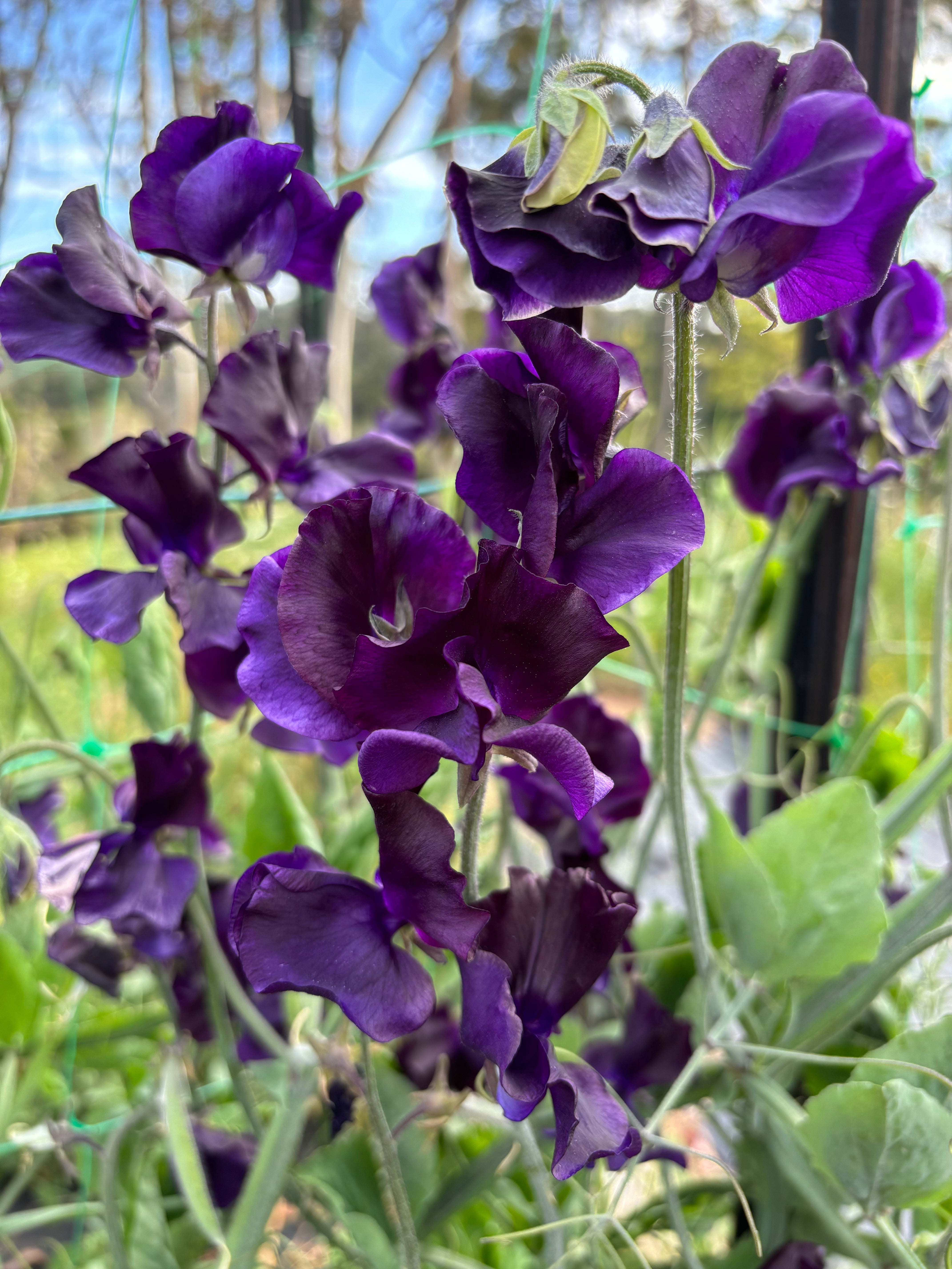 Sweet Pea 'Triple G' – Garden on the Hill