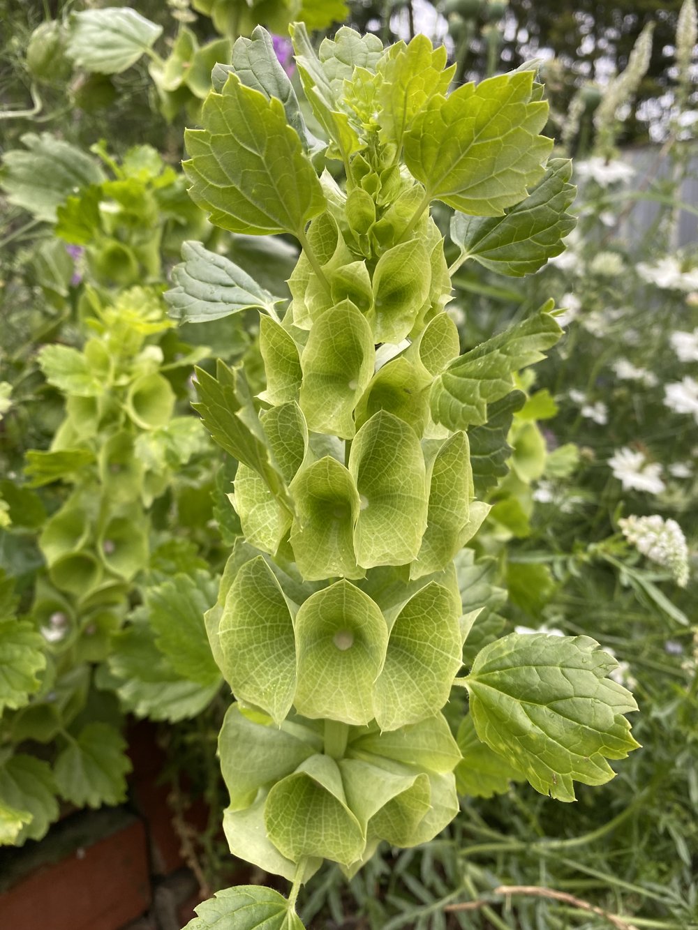 Molucella laevis – Garden on the Hill